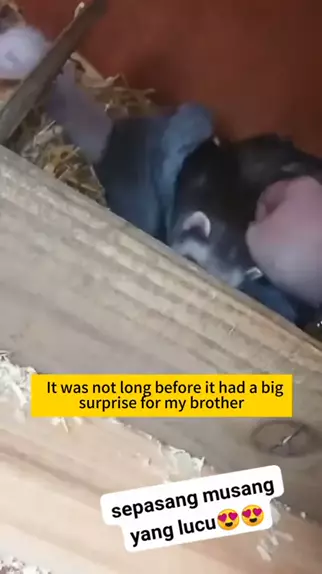 musang brother | Discover