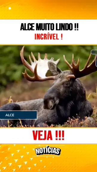 alce y humano & tamanho do alce comparado com huma ...| Kwai