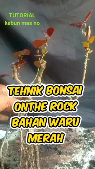 bonsai waru merah | Discover