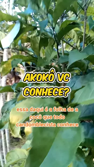 o que é folha de akoko