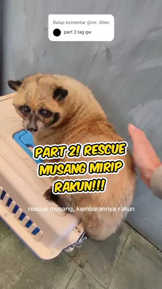 Brother musang blow tin