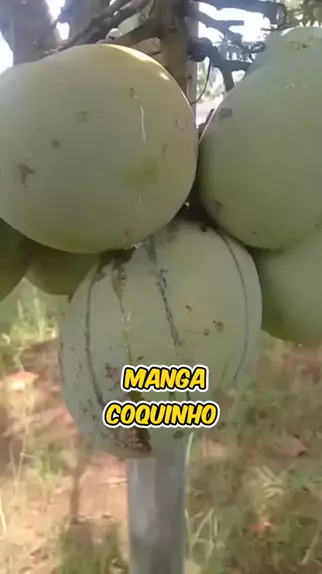 cocomanga fruit & coco koma manga| Discover