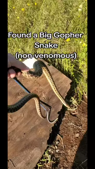 snake oil talent deepwoken